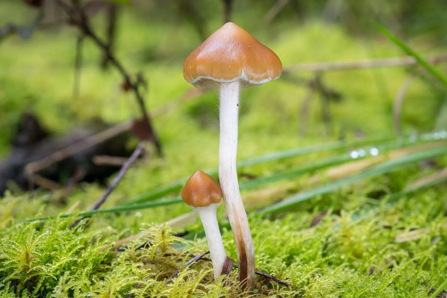 Psilocybe Azurescens Look Alikes