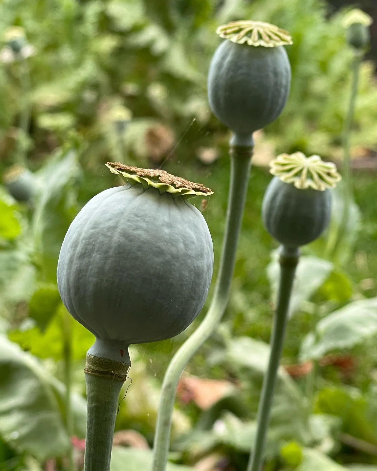 Entheogenesis Australis