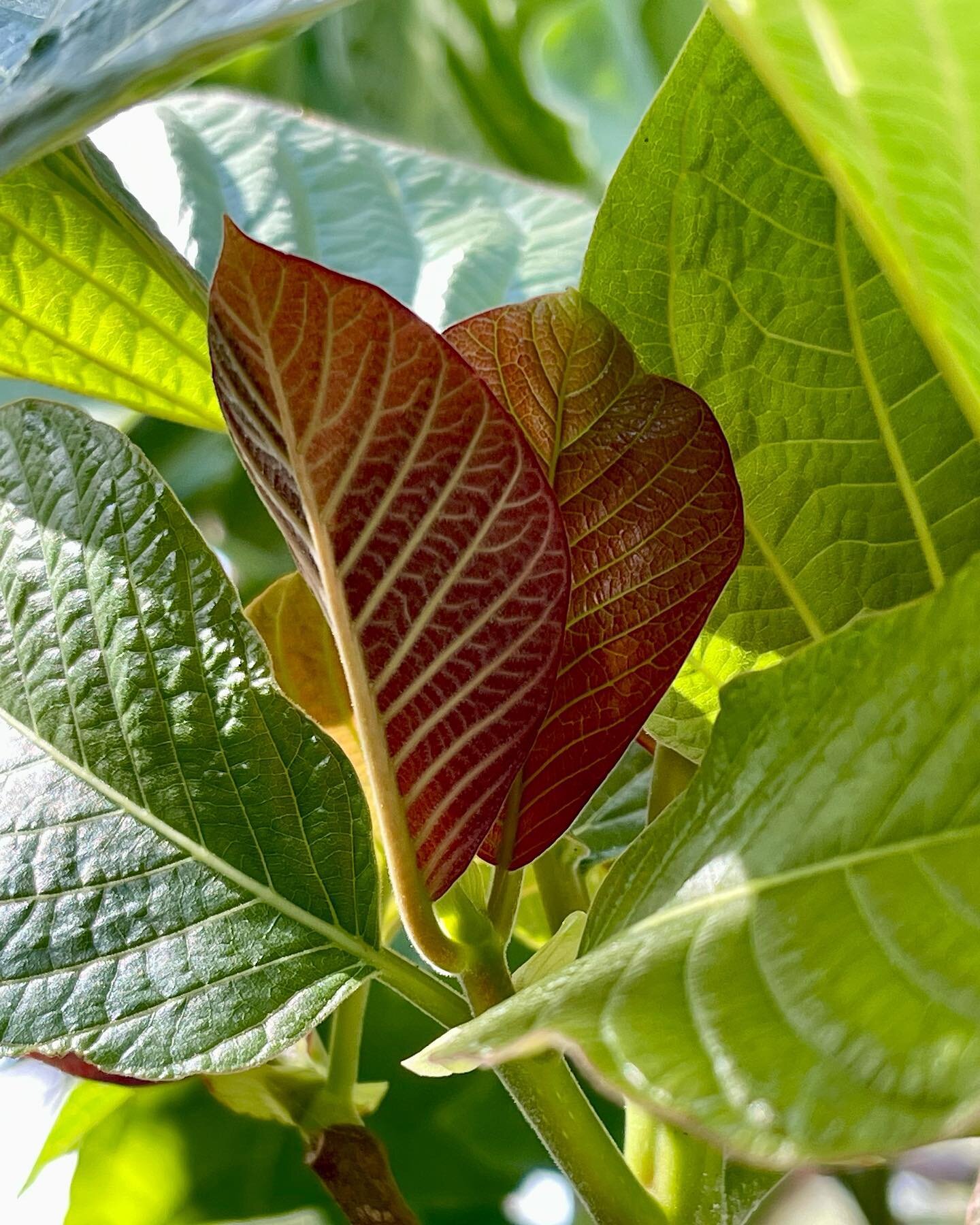 Entheogenesis Australis