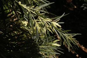 A reference guide to common wattles — Entheogenesis Australis