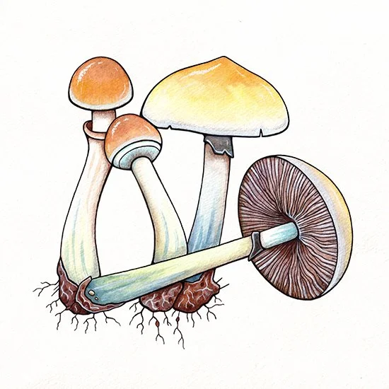 A Species Description and Reference Guide for Psilocybe cubensis ...