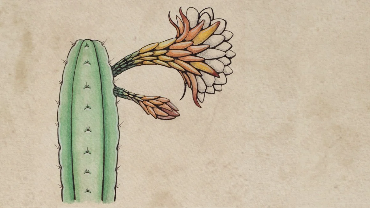 Fact sheets — Entheogenesis Australis