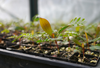 How to grow Acacia seeds — Entheogenesis Australis