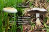 A Species Description and Reference Guide for Psilocybe cubensis ...