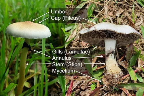A Species Description and Reference Guide for Psilocybe cubensis ...
