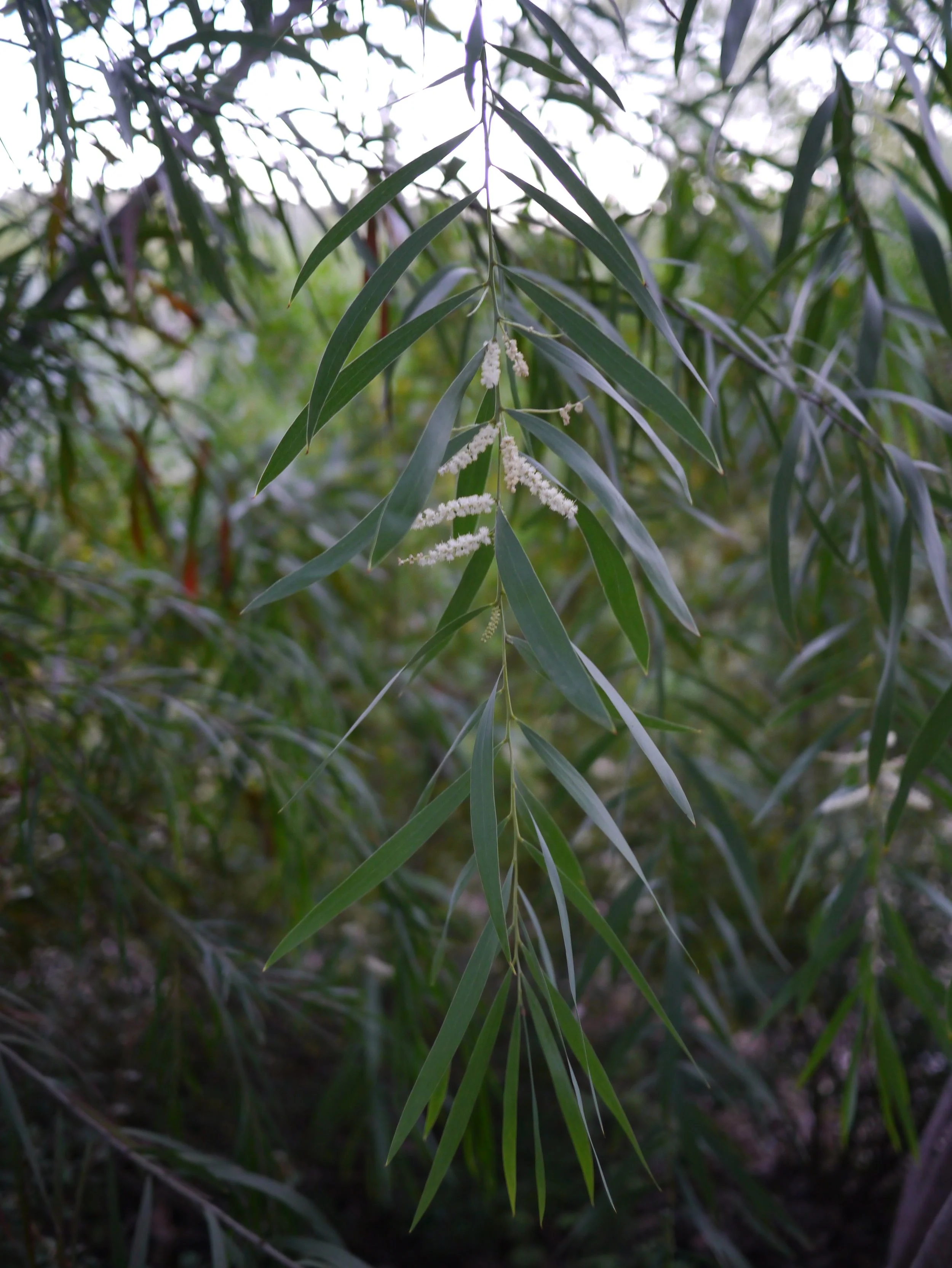 Acacia: Growing Towards Mutual Symbiosis — Entheogenesis Australis
