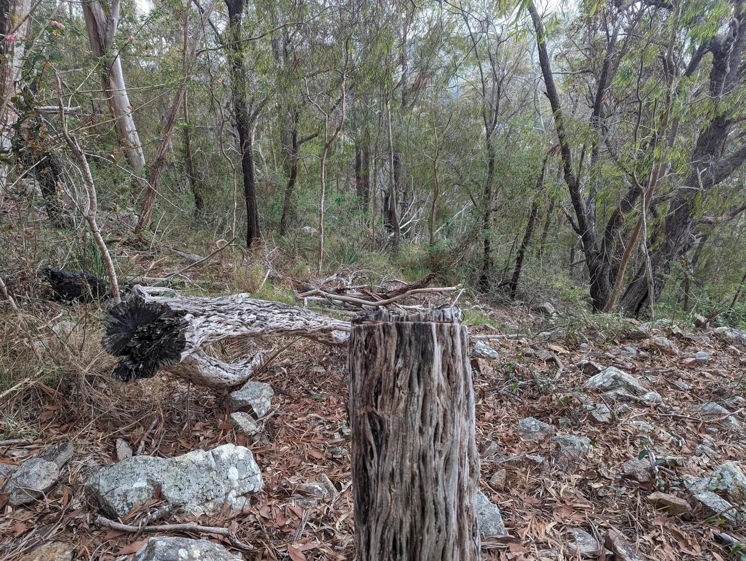 Psychedelic Poaching: Rare DMT Acacia trees — Entheogenesis Australis
