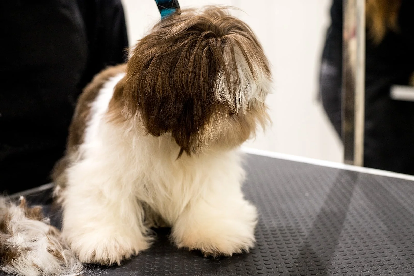 Dog Grooming Salon and Training Academy in Blaydon, Gateshead — Expert ...