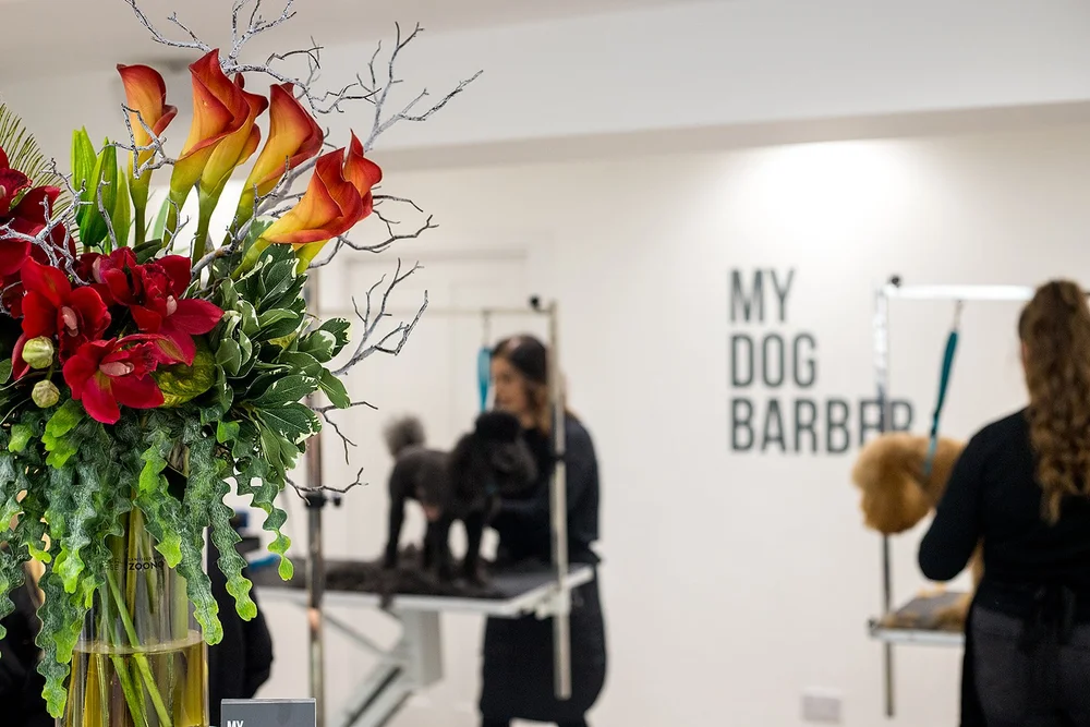 ABOUT US — Dog Grooming & Courses | Professional Care & Training