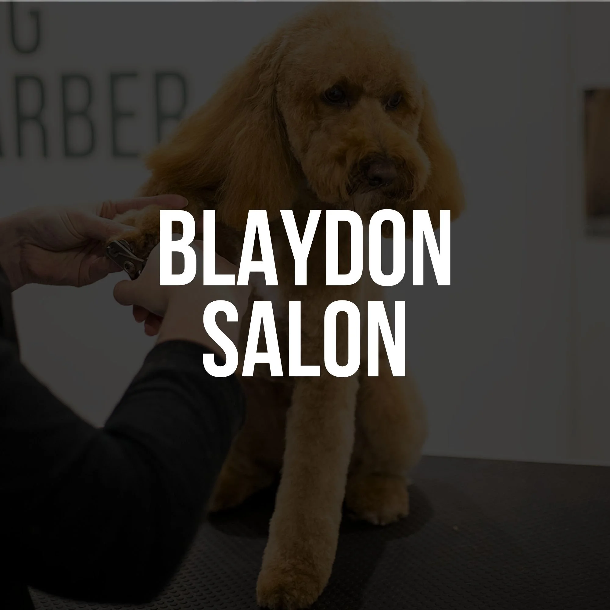 DOG GROOMING & DOG GROOMING TRAINING COURSES
