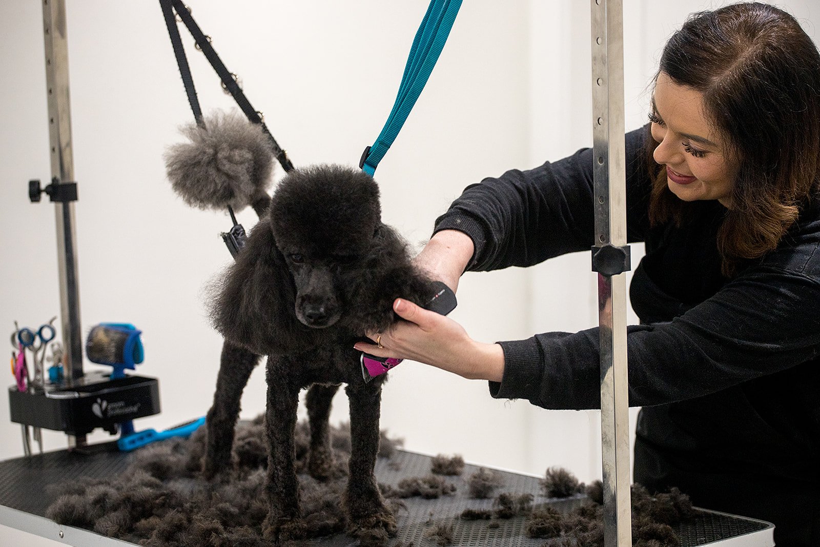 Our courses — Expert Dog Groomers & Professional Dog Grooming Courses ...