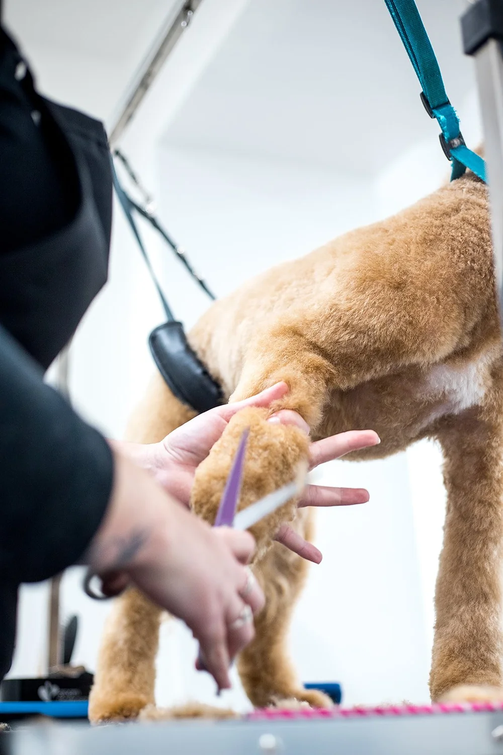 Our courses — Expert Dog Grooming at Our Network of Salons and Dog ...