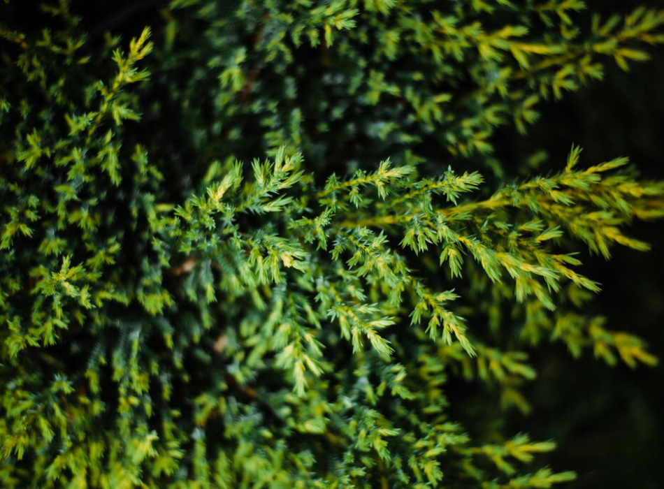 Evergreen Landscape Designs
