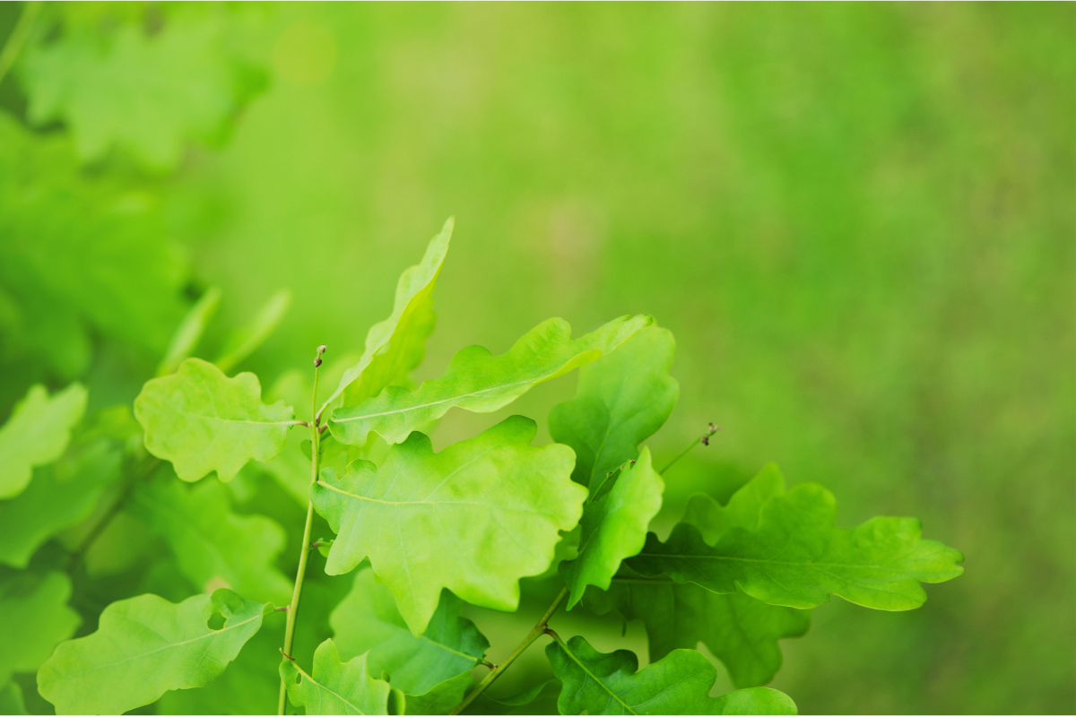 Why Hire Us? — Advanced Arboriculture