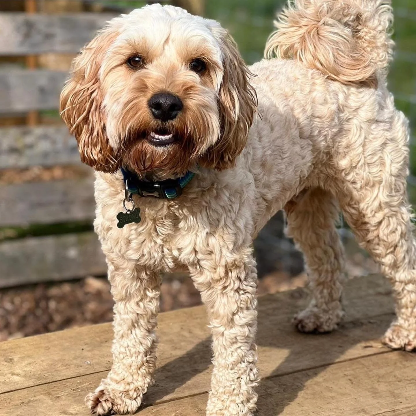 Valley View Pet Services