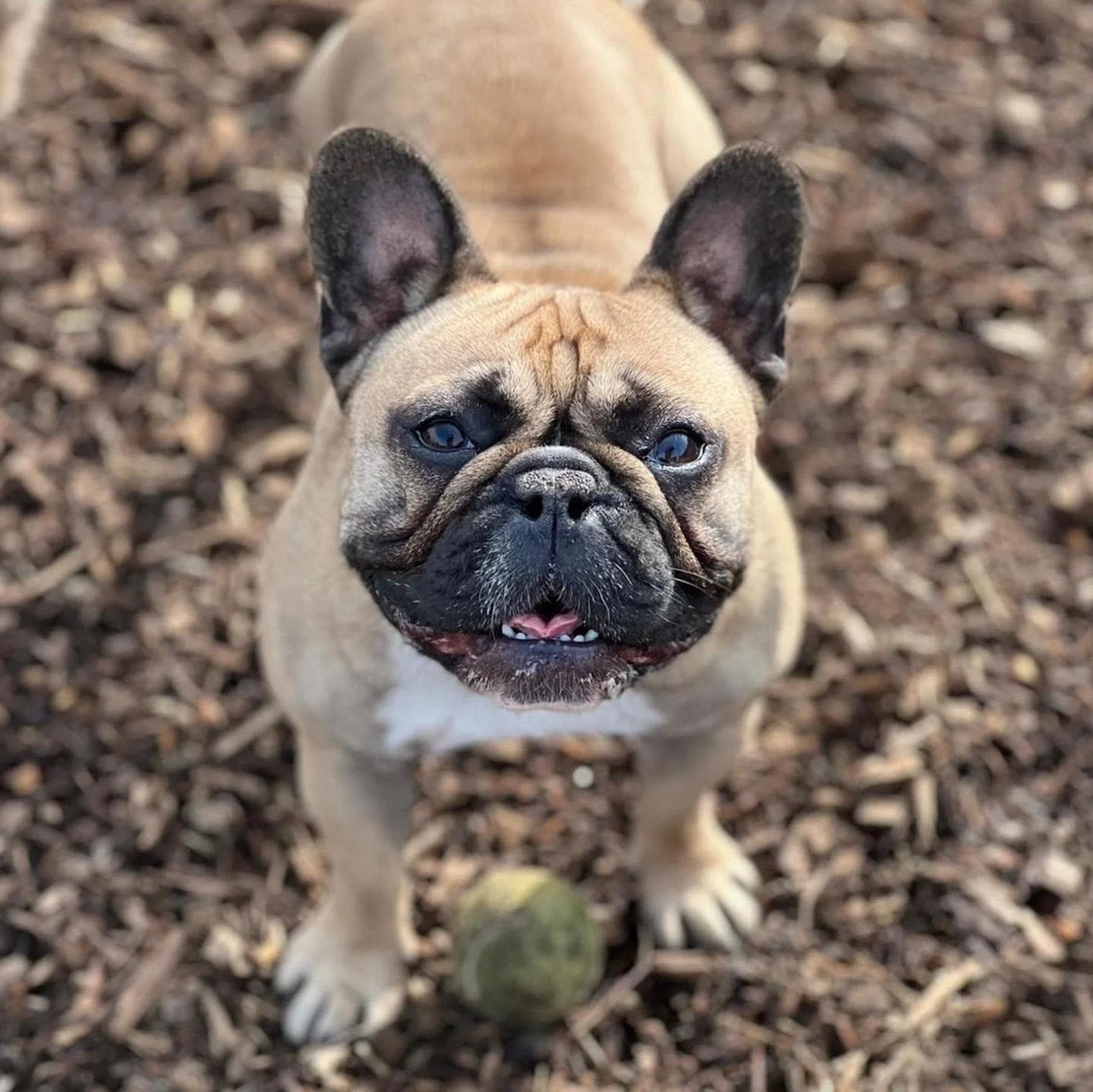 Valley View Pet Services