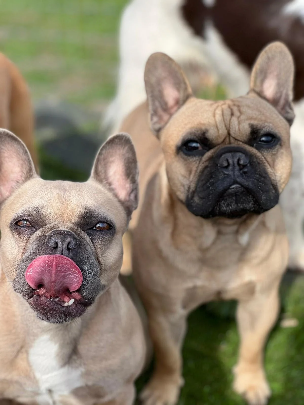 FAQs — Valley View Pet Services