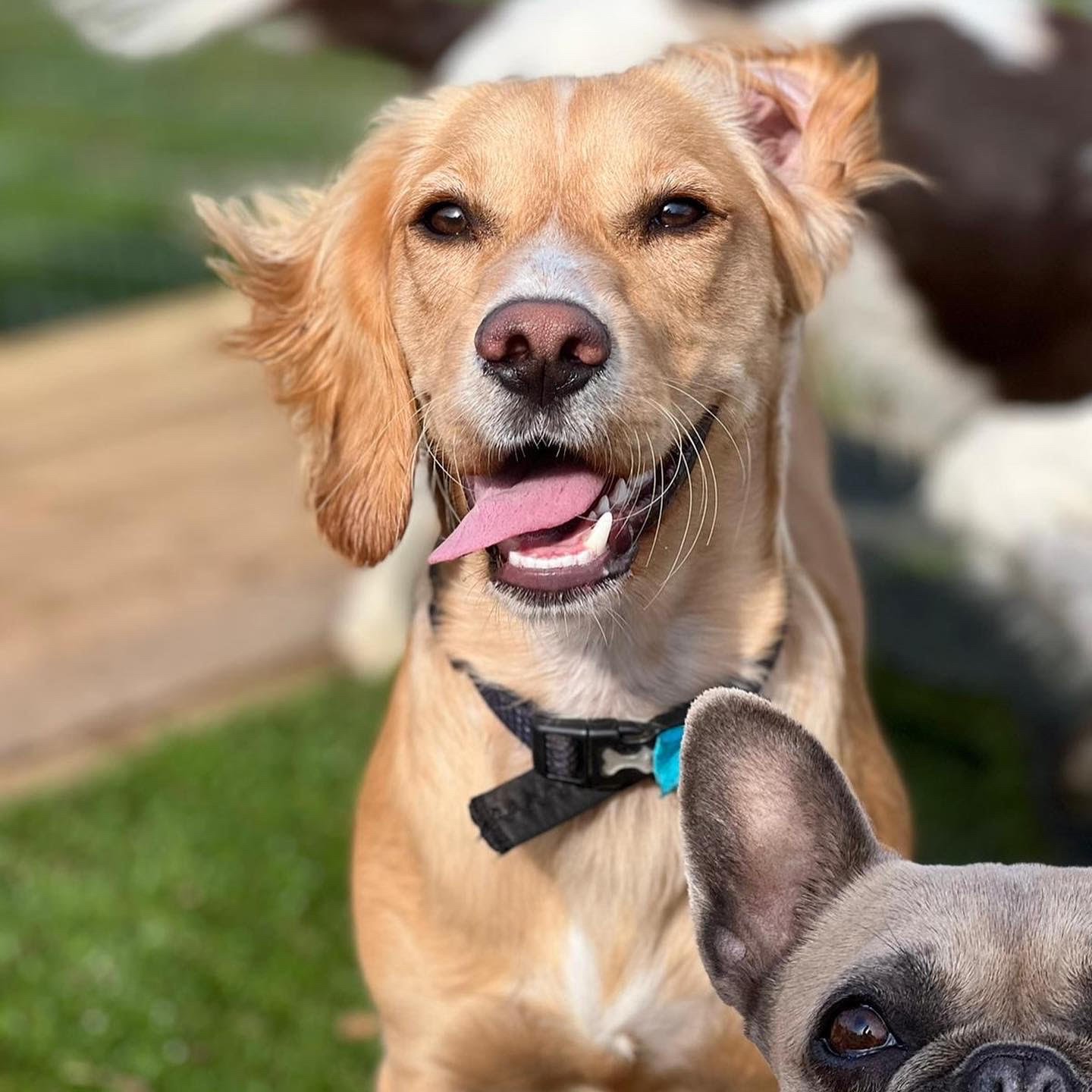 PRICES — Valley View Pet Services