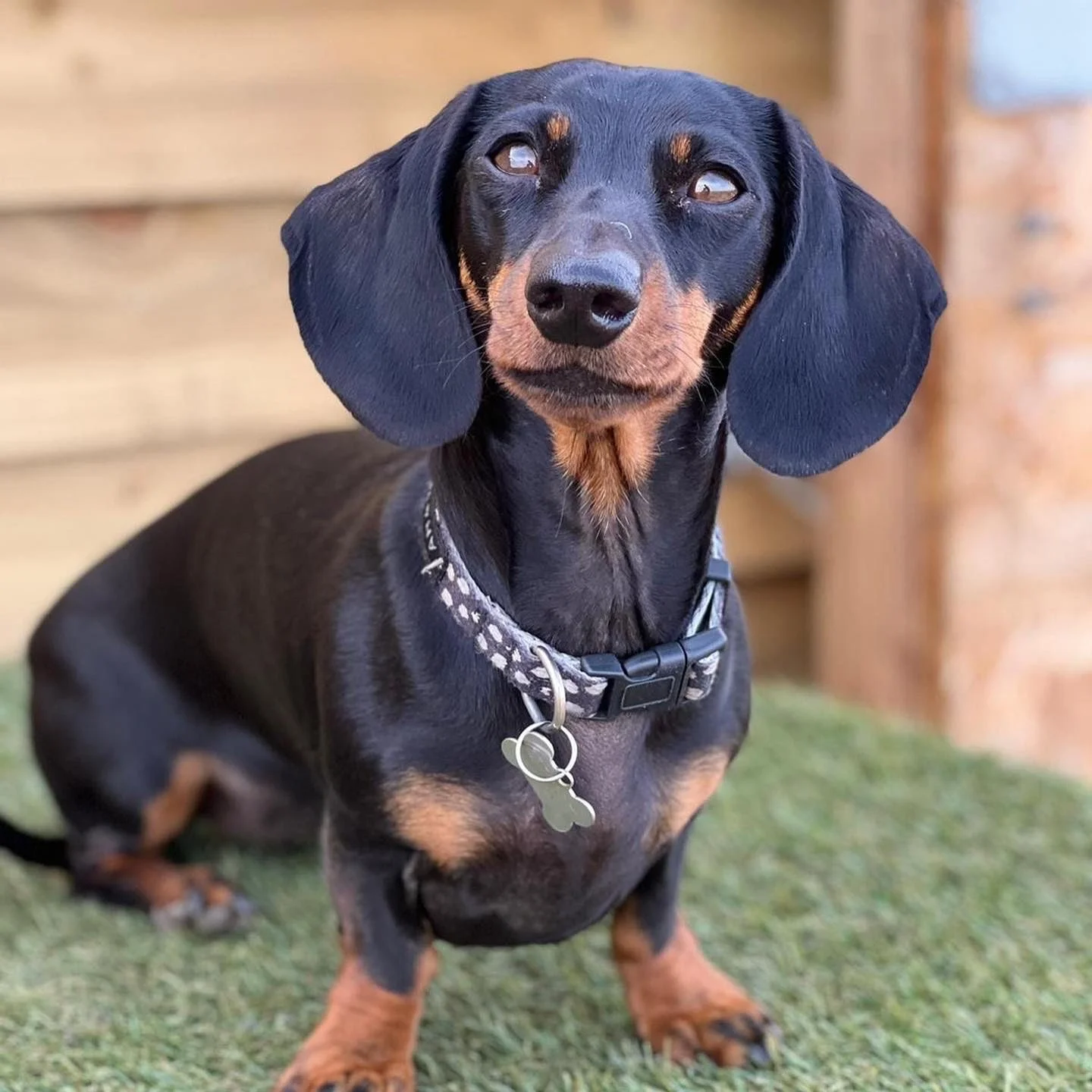 Meet the team — Valley View Pet Services