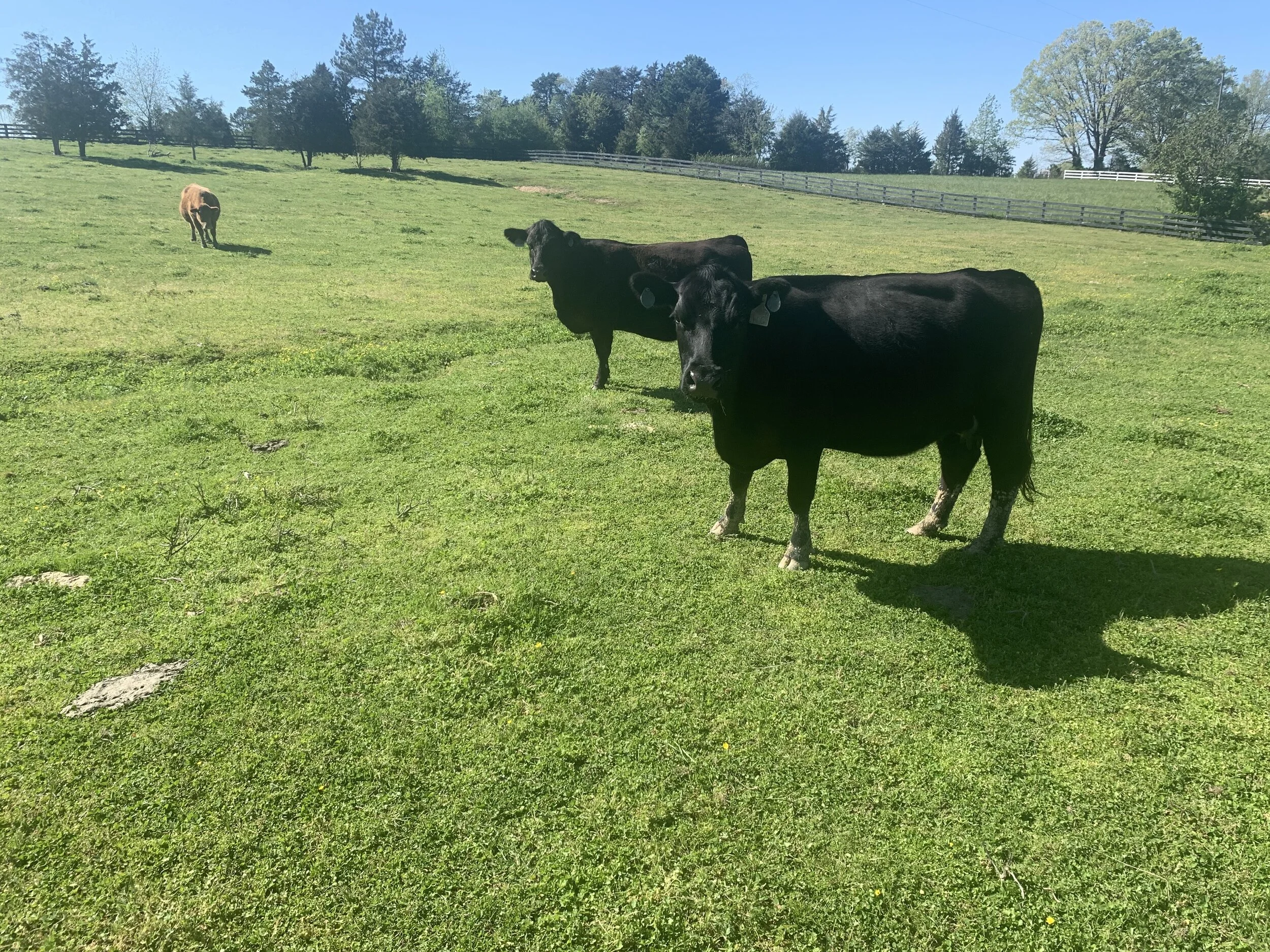 Wisecarver Ranch | Wagyu Angus Cross Beef | Whole Hog Country Sausage