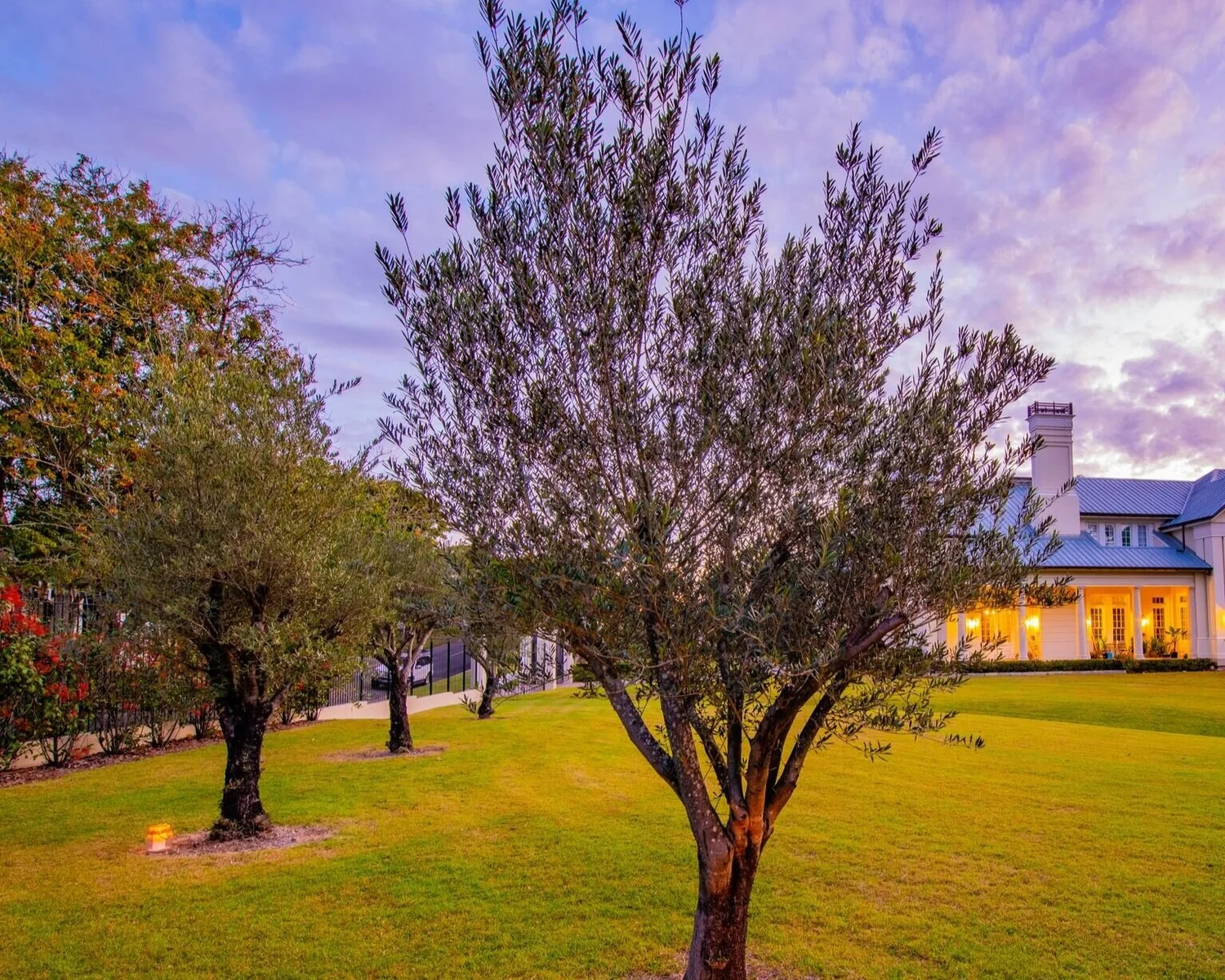 Croftby Downs Olive Trees