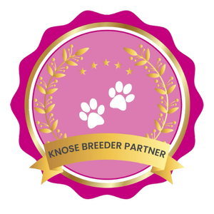 Labradoodles and Bordoodle Breeder NSW