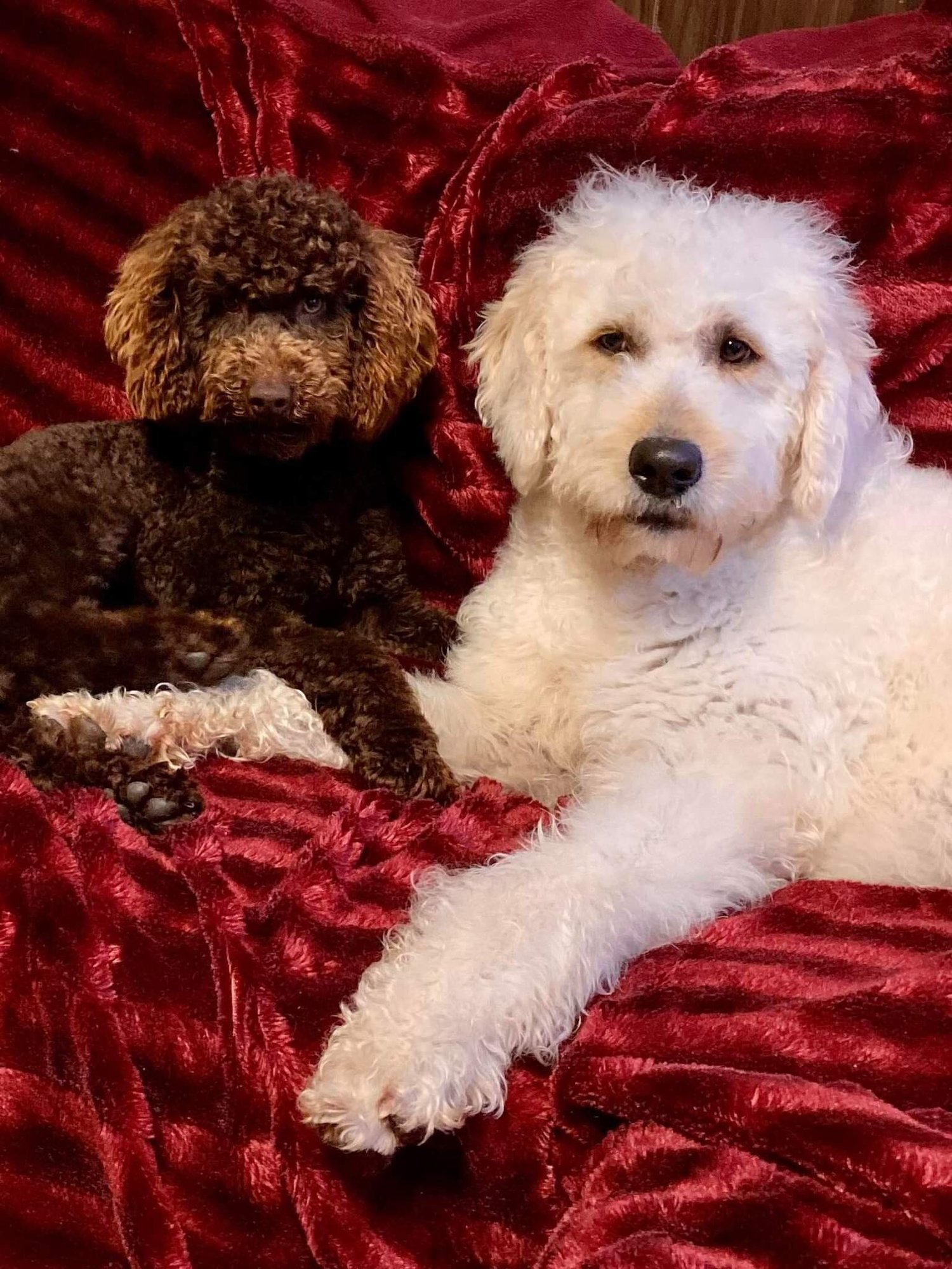 Meet the Parents — Labradoodles and Bordoodles in the Southern ...