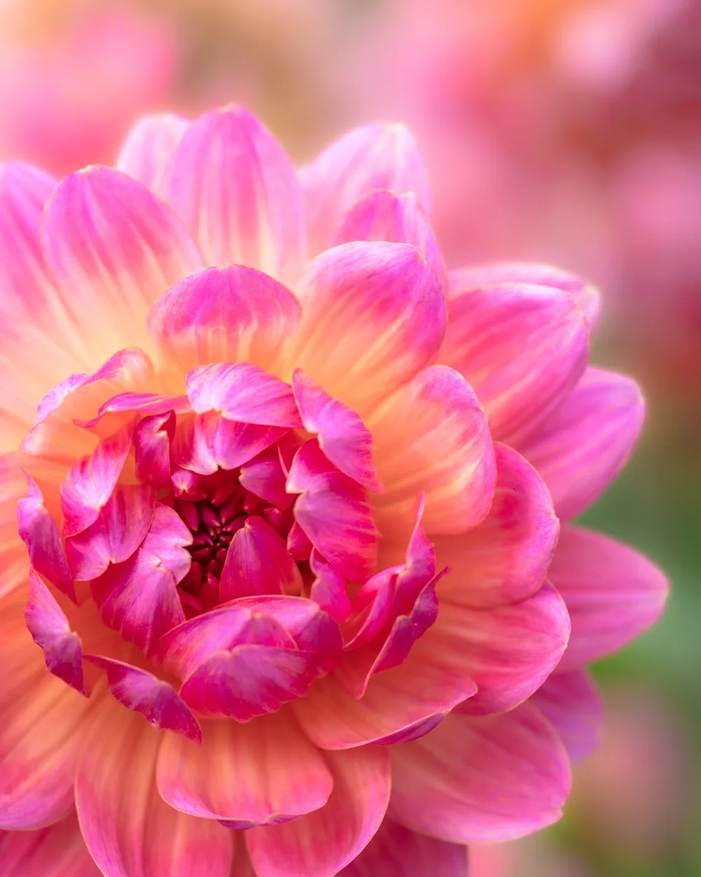 Flower Photography | Marina Walker