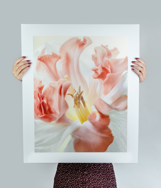 Limited Edition Prints — Floral Greeting Cards & Fine Art Prints ...