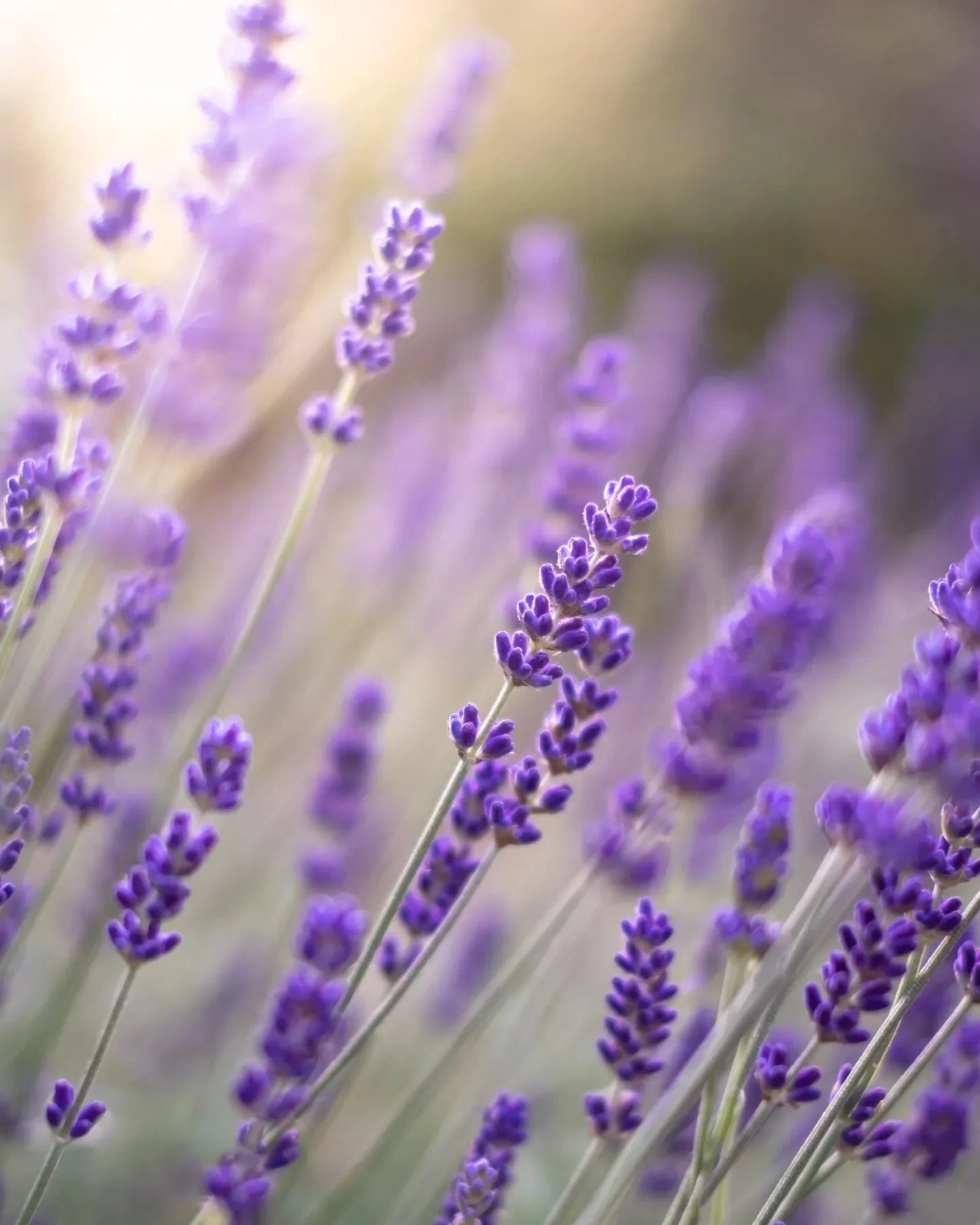 Marina Walker - Photographer