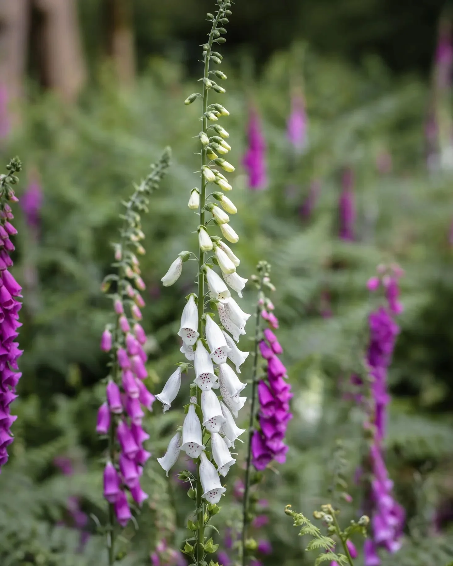 Marina Walker - Photographer