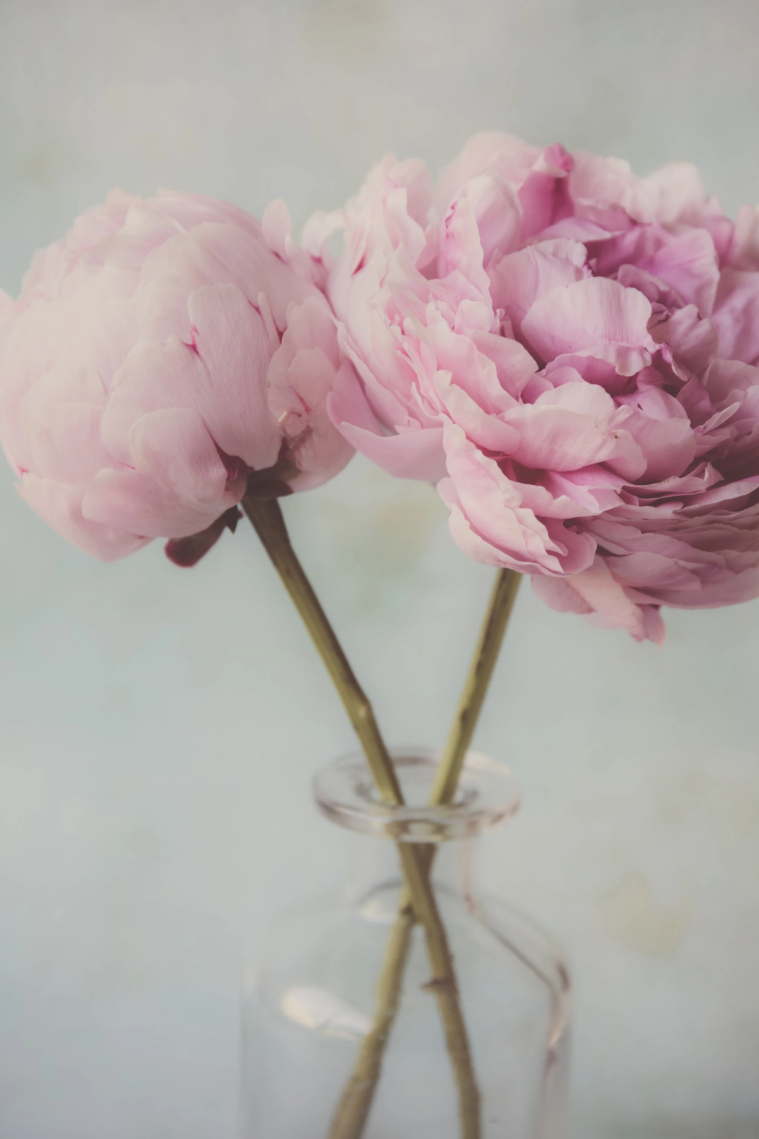 Peony Pair Print | Marina Walker