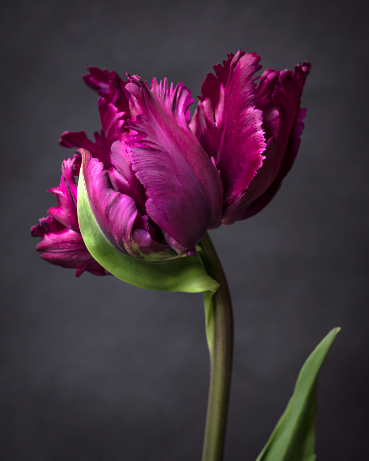 Flower Photography | Marina Walker