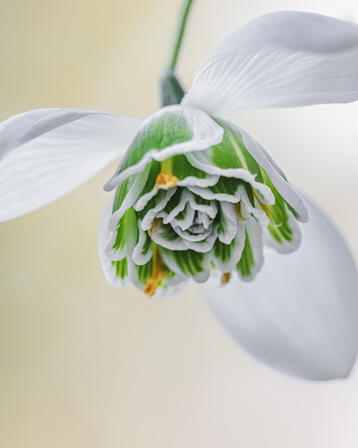 Flower Photography — Marina Walker