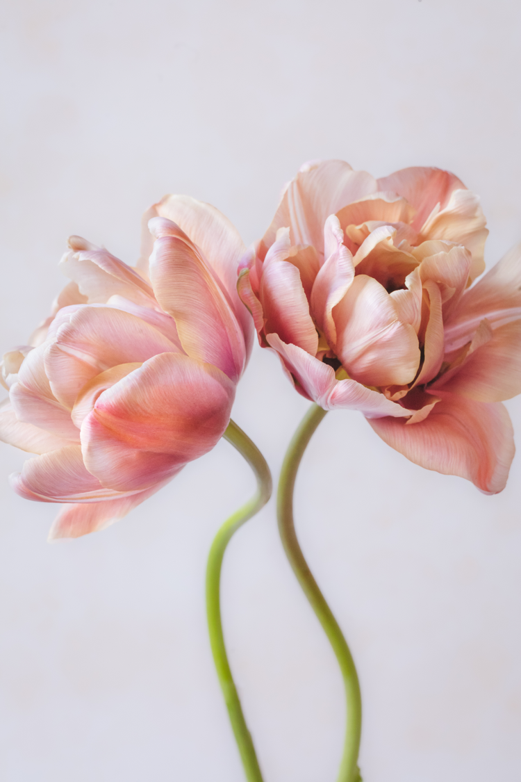 Marina Walker Photography | Garden and Flower Photographer