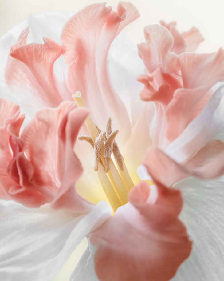 Flower Photography | Marina Walker