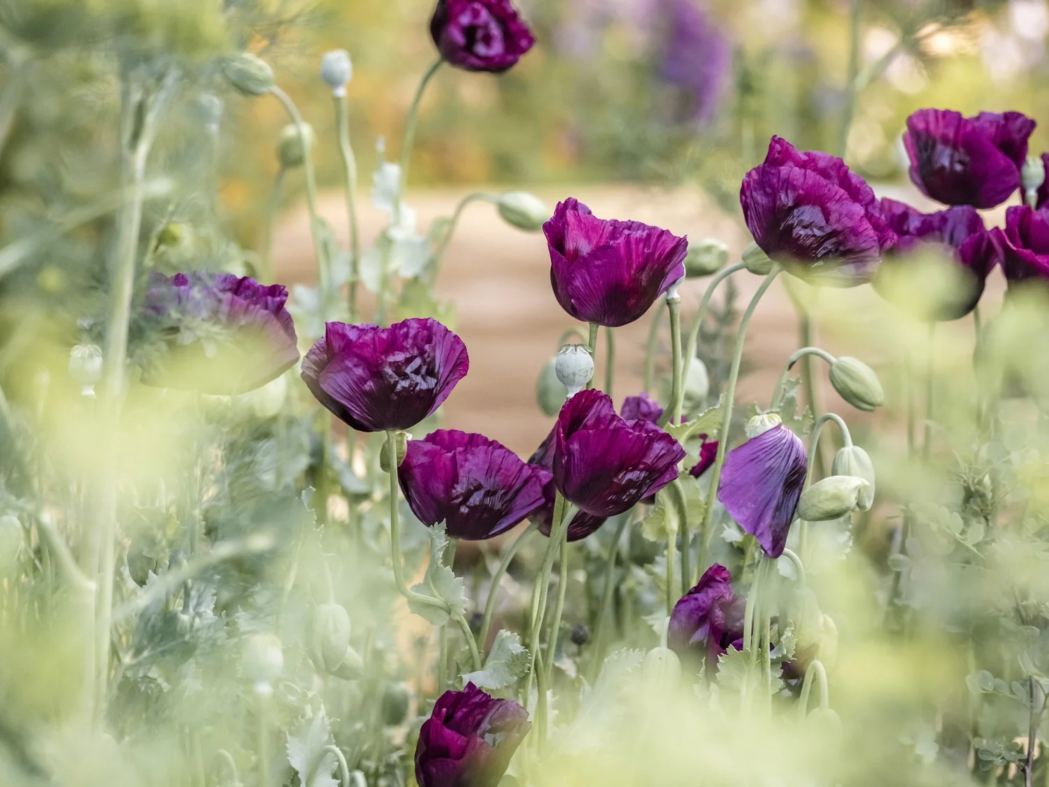 Garden Photography - Professional Garden Photographer | Marina Walker