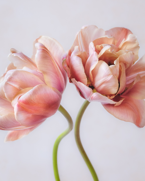 Flower Photography | Marina Walker