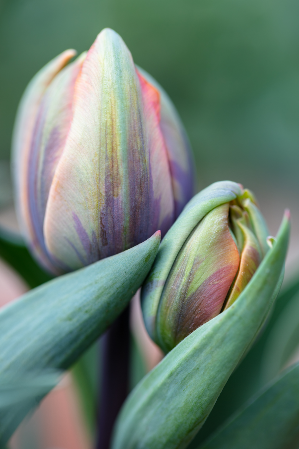 Flower Photography | Marina Walker