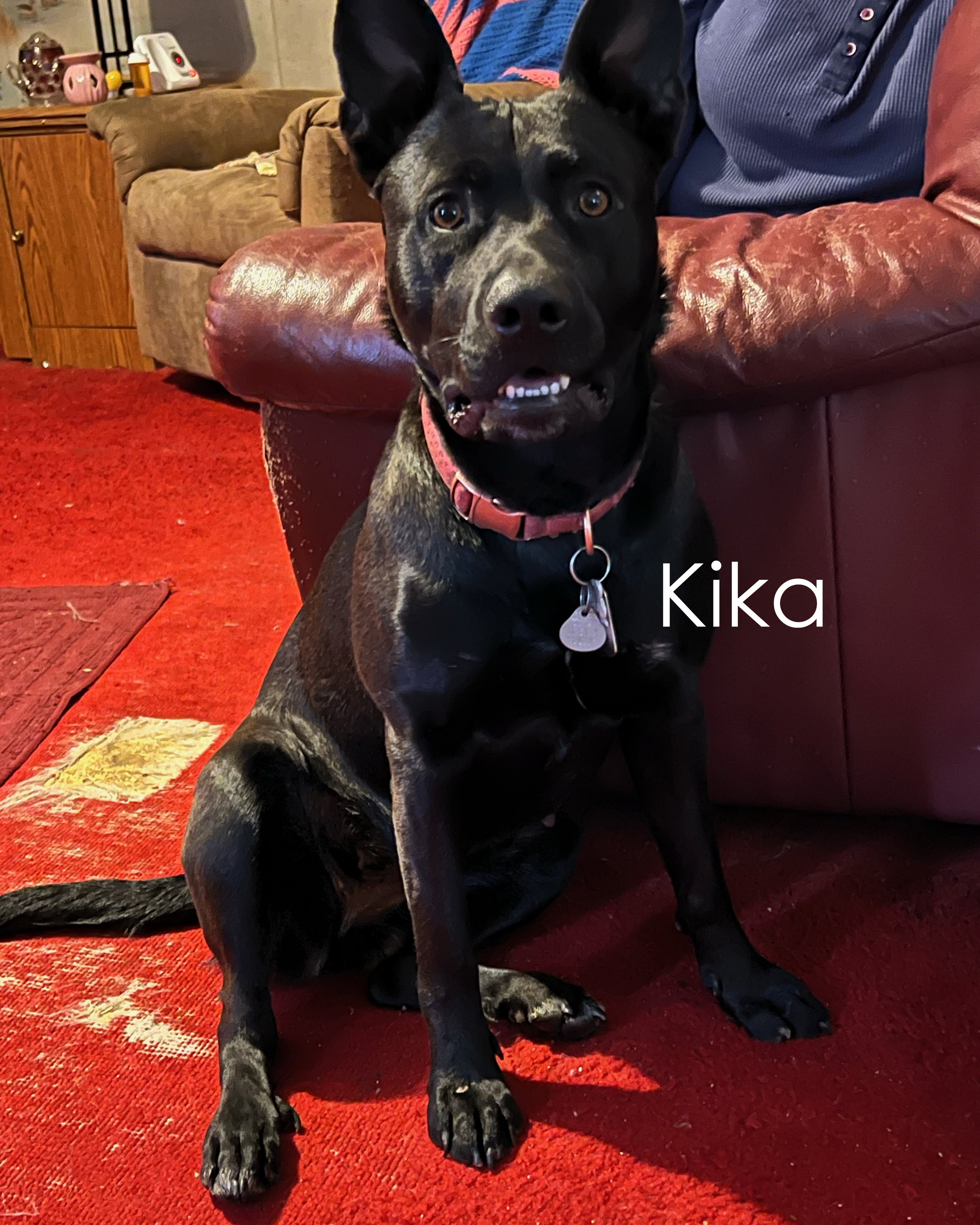 German Shepherd Terrier Lab Mix