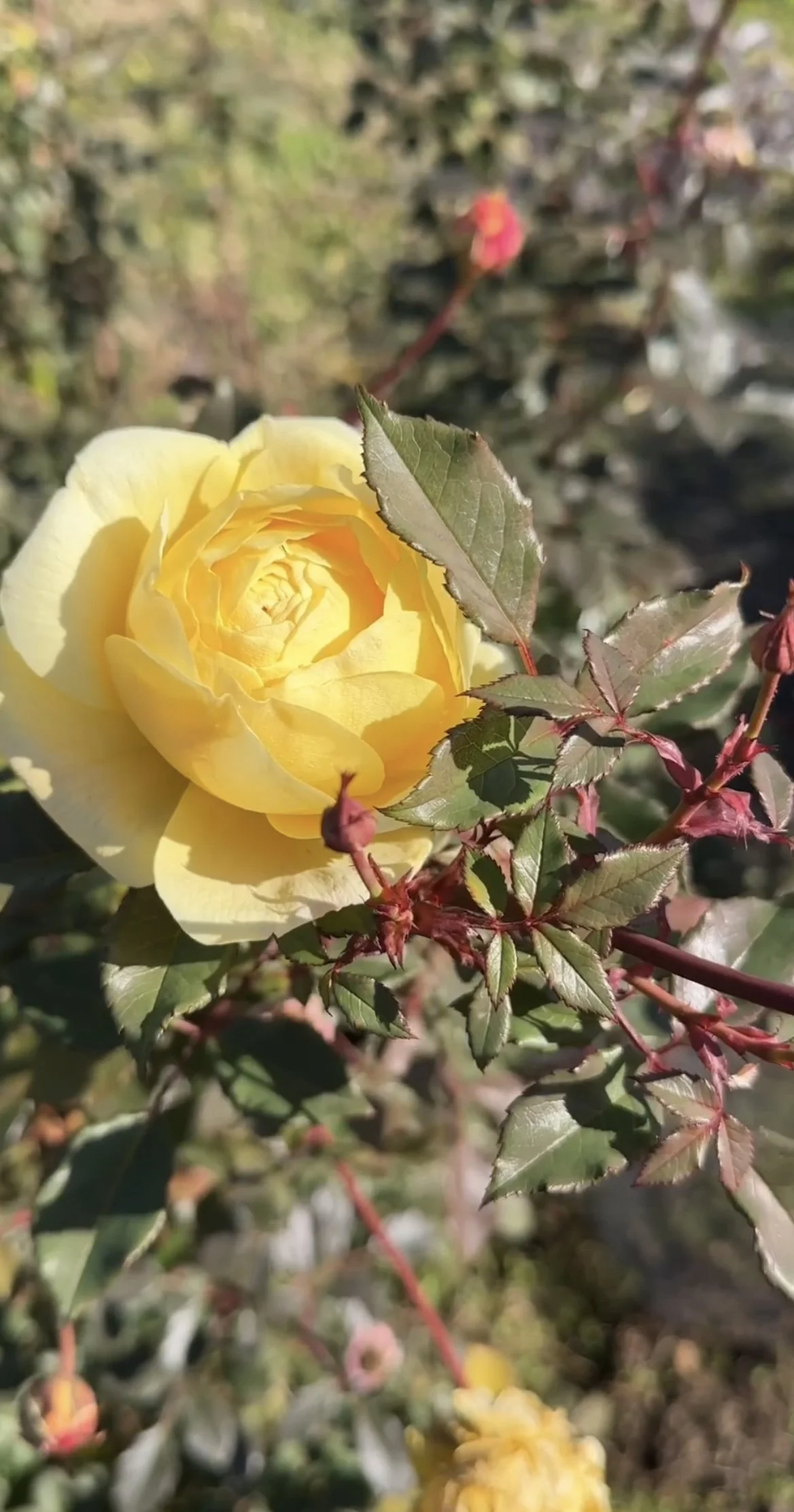 Yellow Rose Canyon East TX RV Park, Campground, Event Venue