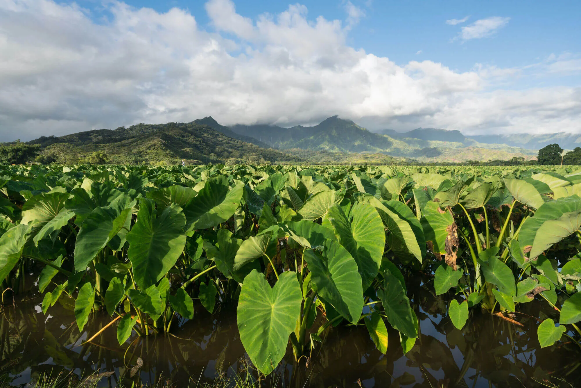 Hawaiian Cultural Experiences on Maui