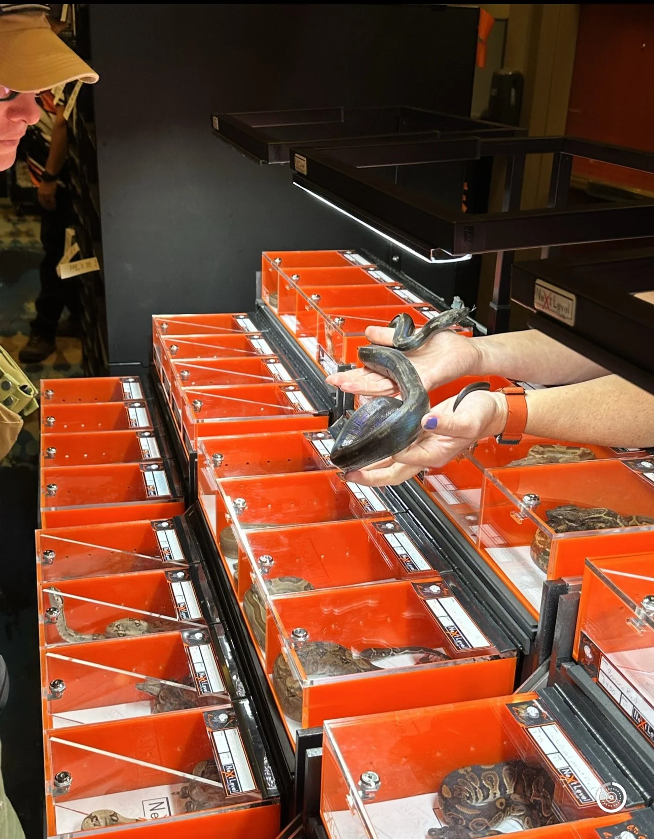 Madison, WI — Scaled Up Reptile Expo