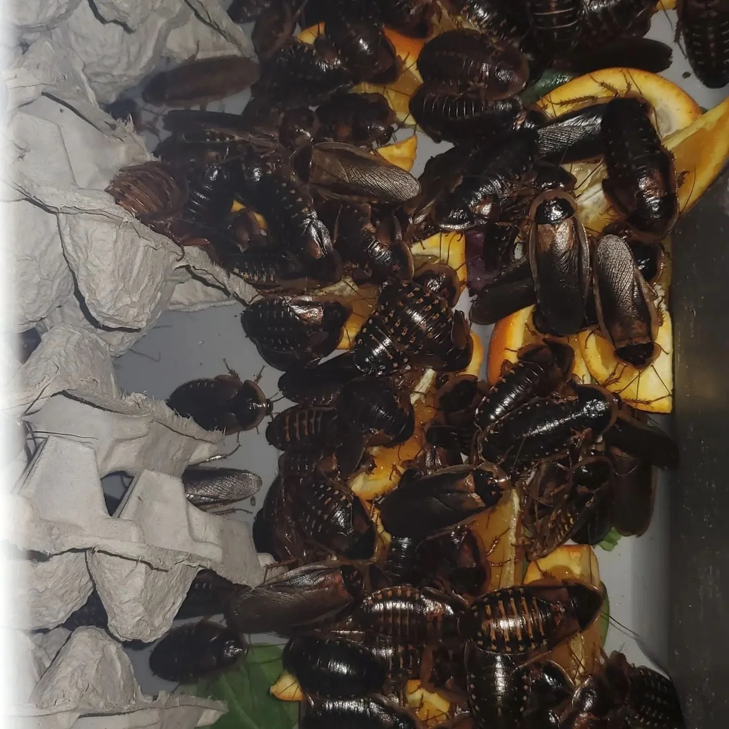 Orner Exotics — Scaled Up Reptile Expo