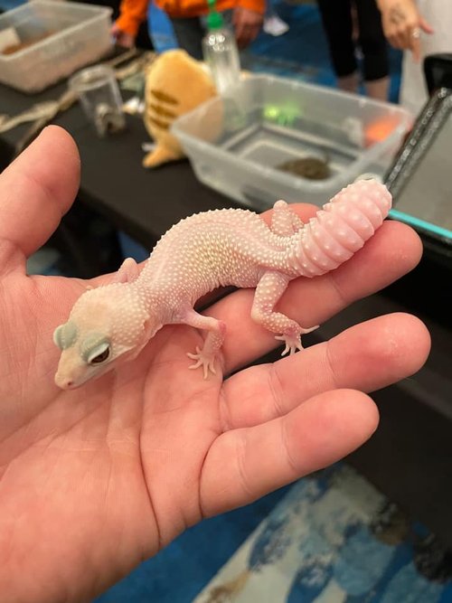 Green Bay, WI — Scaled Up Reptile Expo