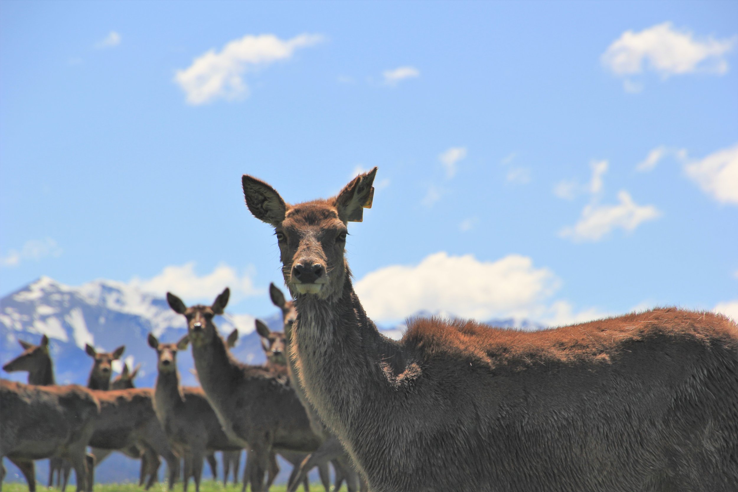 Deer Milking New Zealand