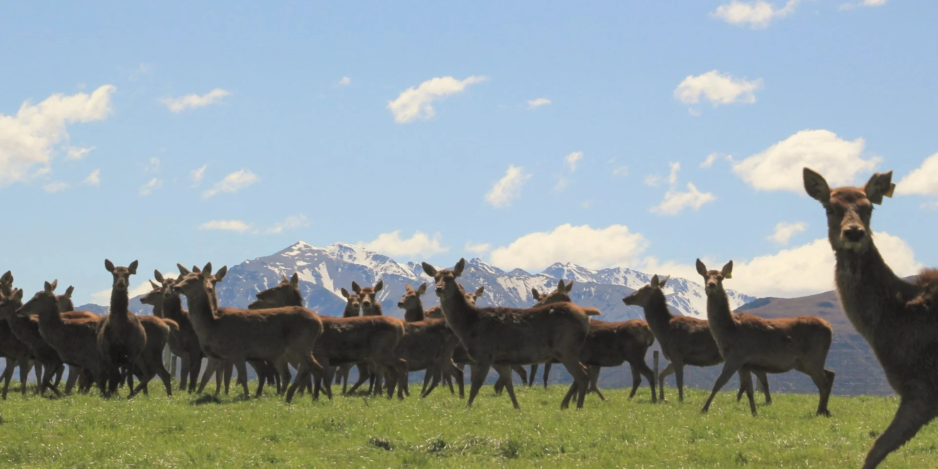 Deer Milking New Zealand