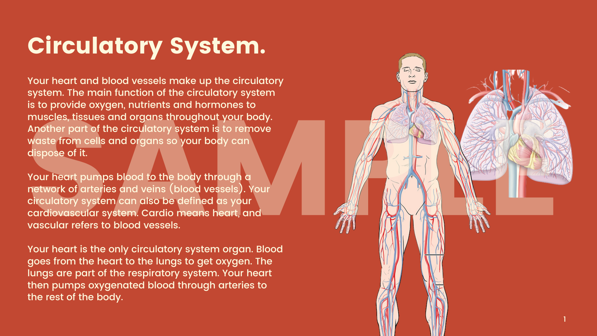 Cardiovascular System Resource Pack — SubjectResources.com