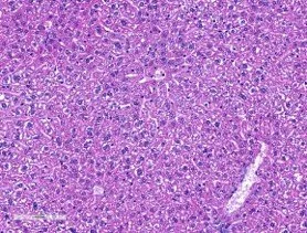 Services — TrueBinding