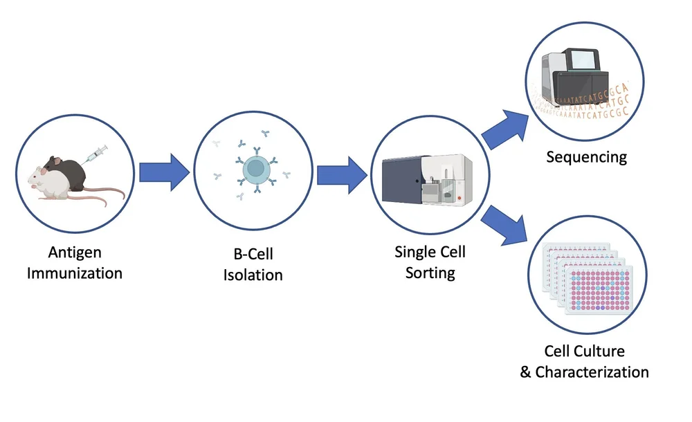 Antibody Development — TrueBinding